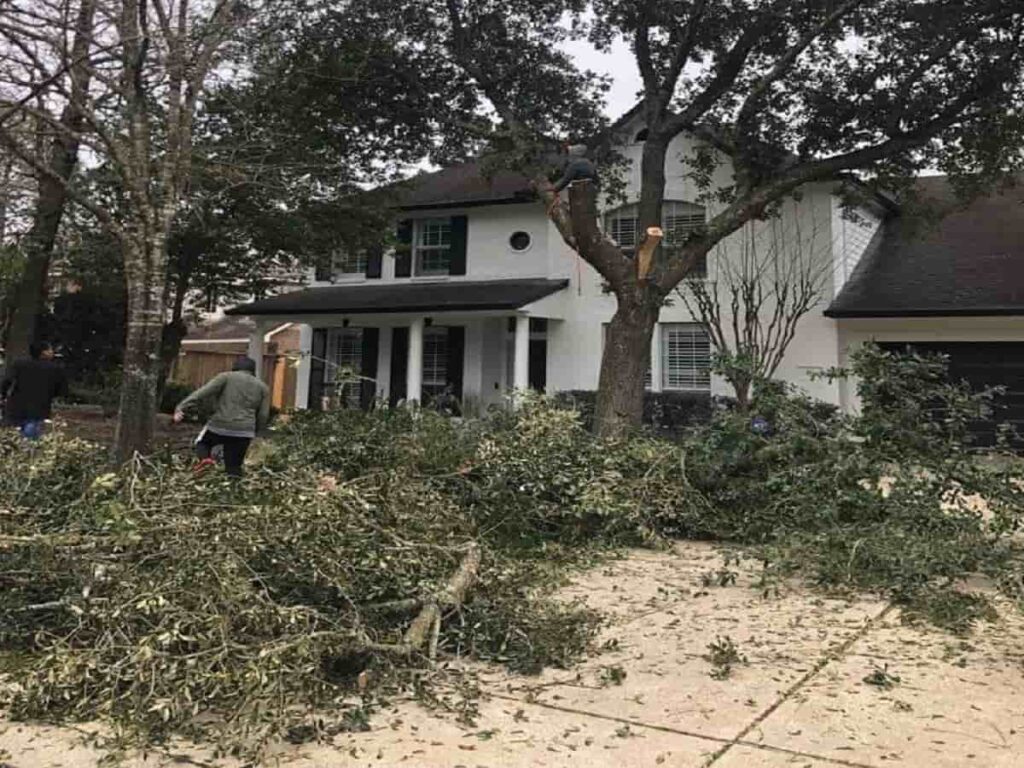 Tree Removal Services - Pride Landscaping